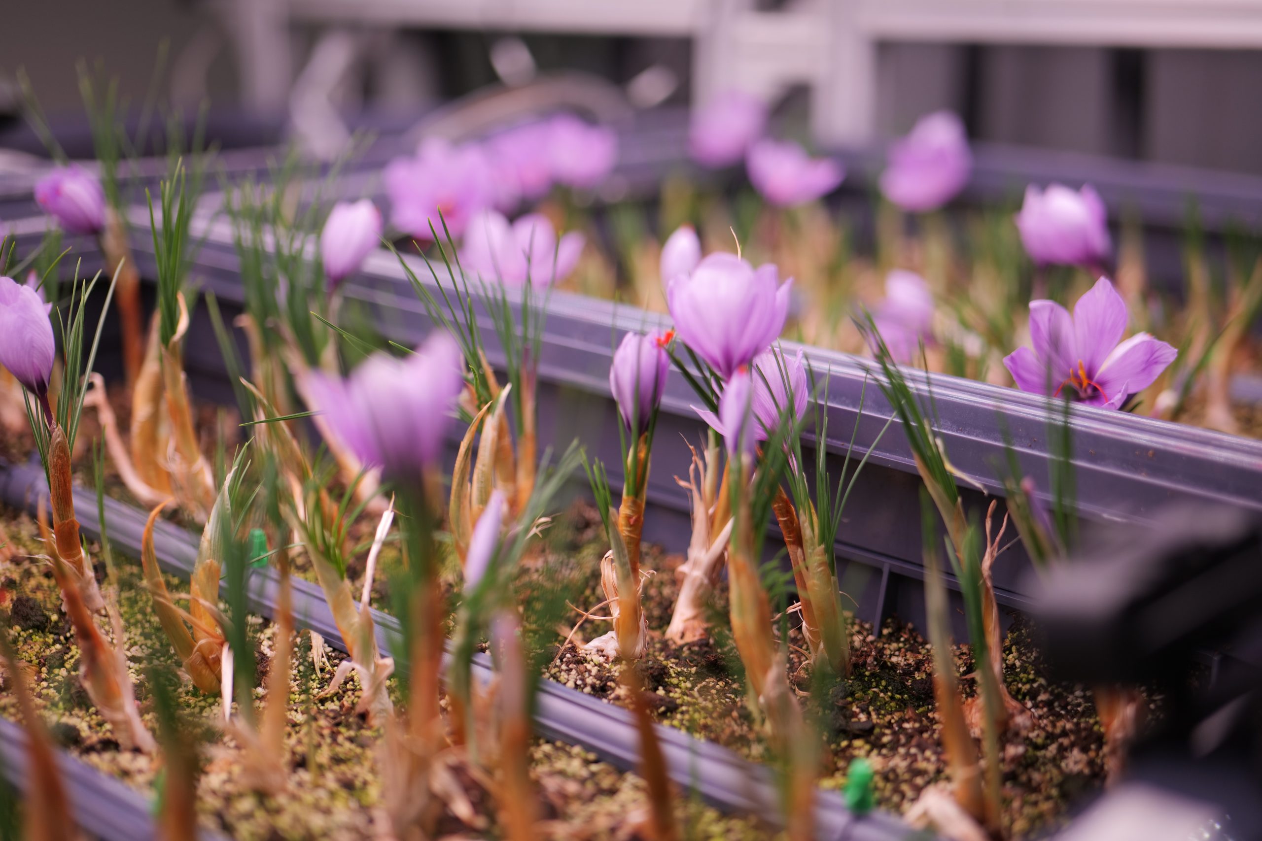 Our Team | Saffron Tech